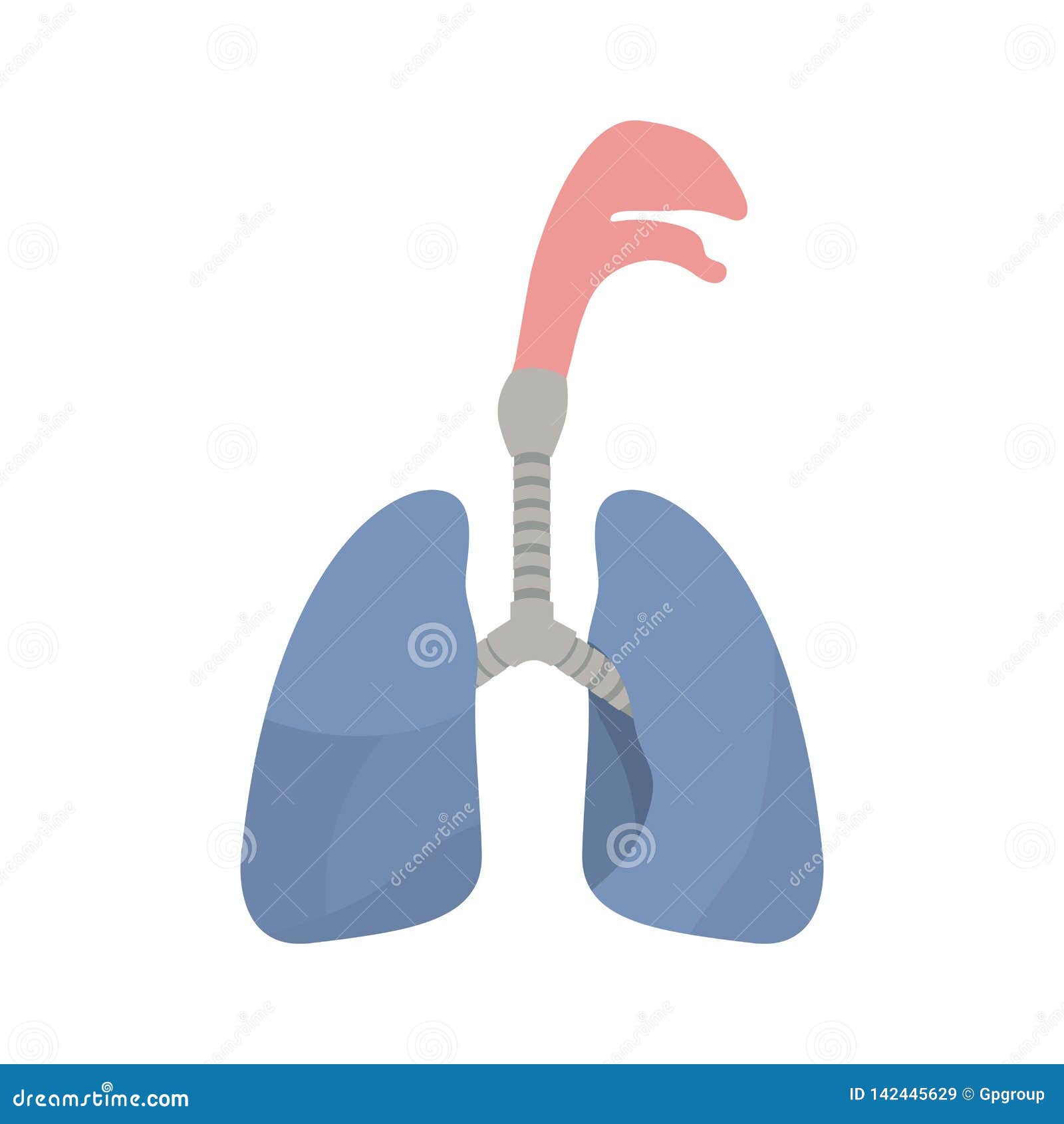 Colorful Silhouette Respiratory System with Windpipe Stock Vector ...