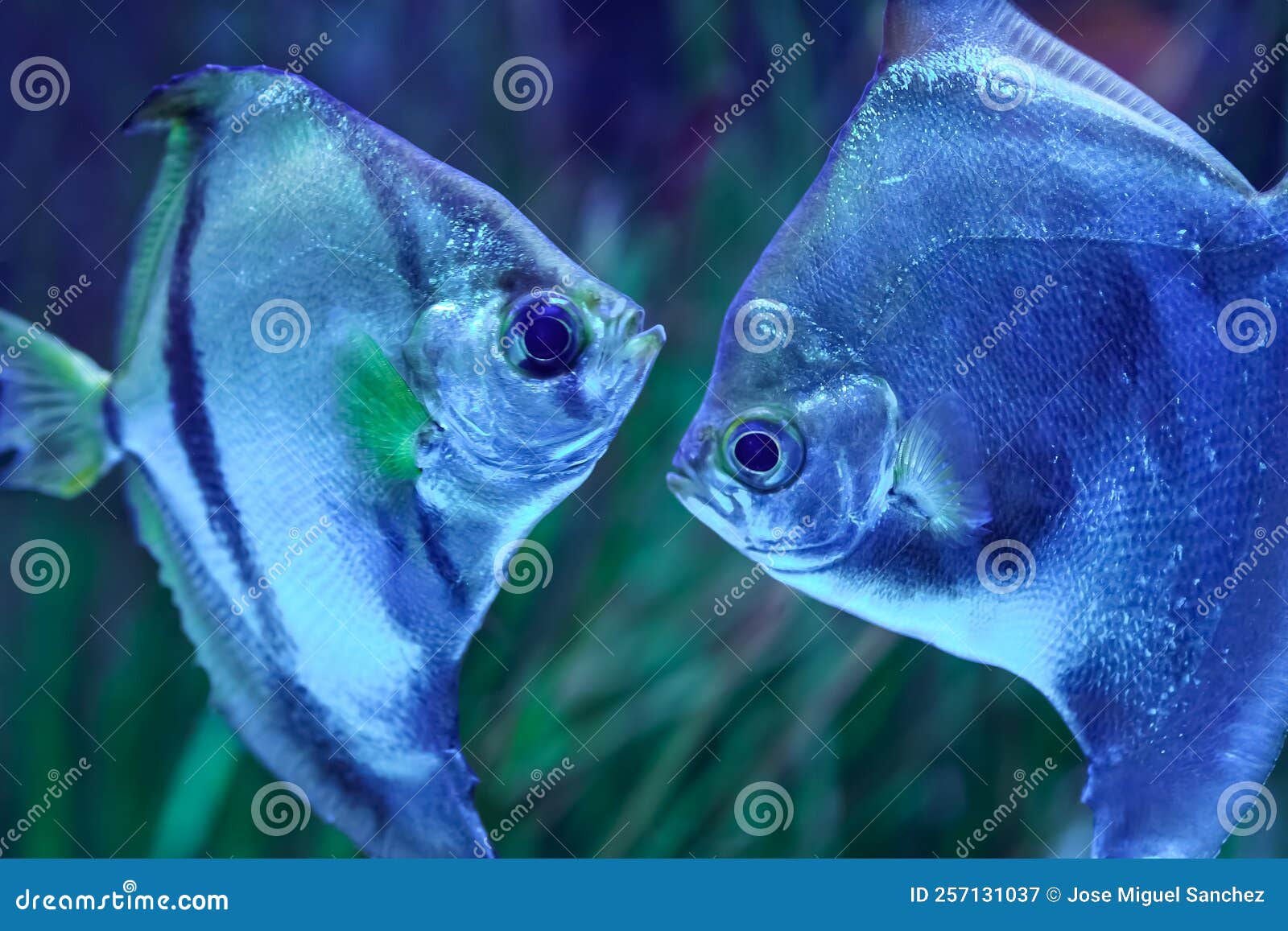 Freshwater Moon Fish