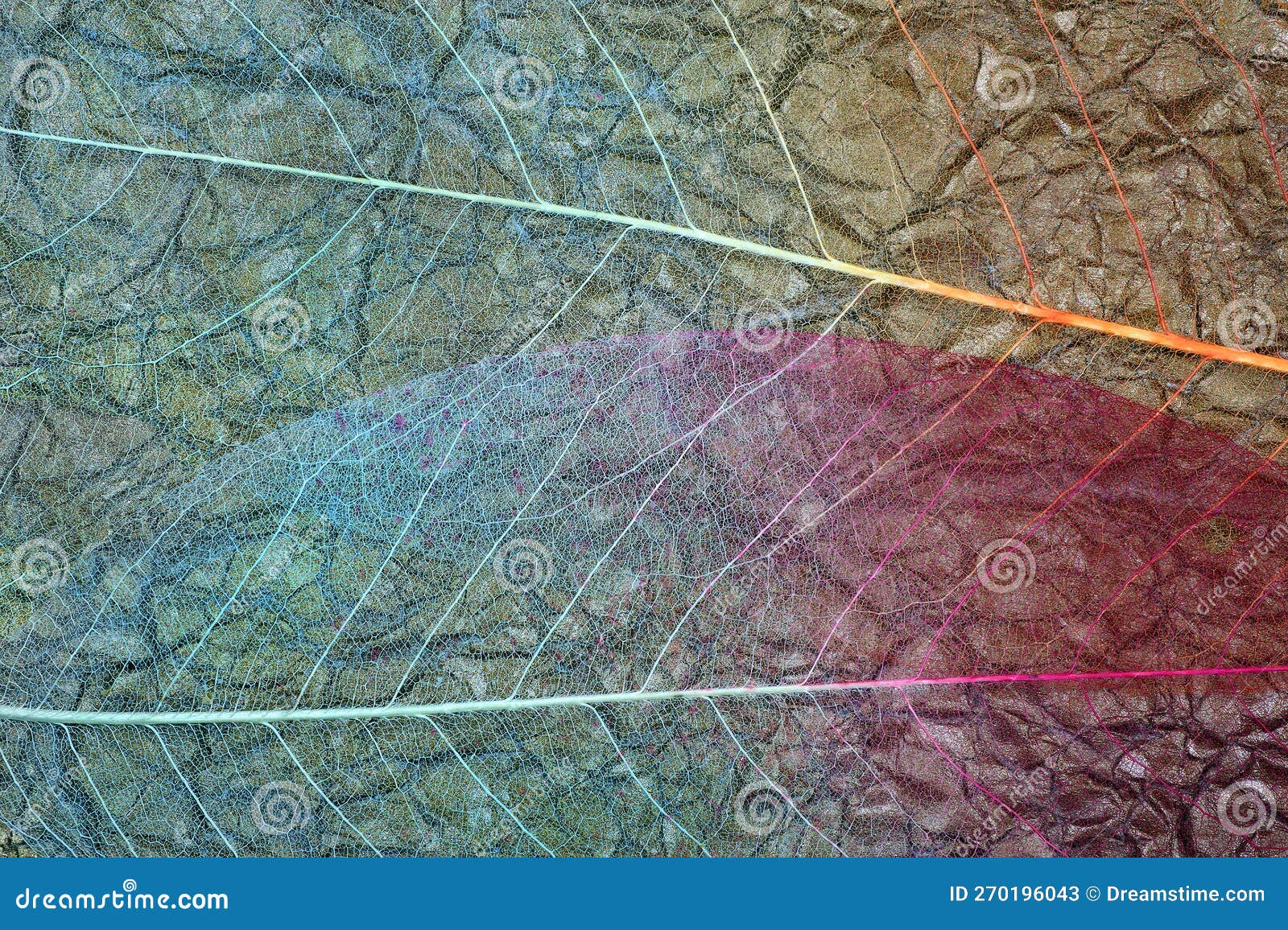 Skeletonized Leaves In The Light. Leaf Silhouette. Deciduous Background ...