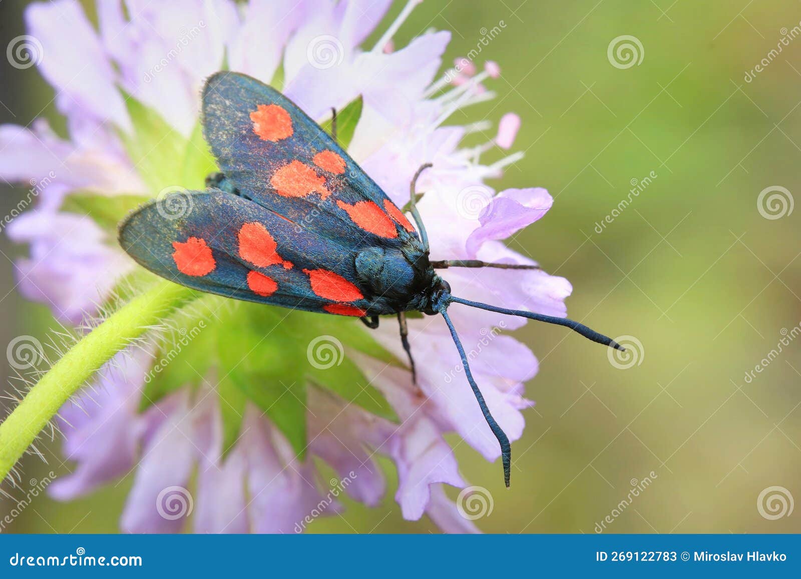 Beautiful Slender Scotch Burnet on Flower Stock Image - Image of ...