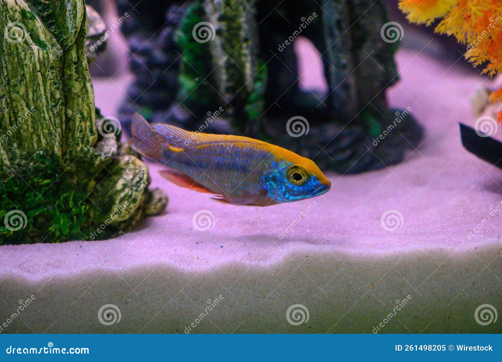 Colorful Small Fish Inside the Aquarium Stock Image - Image of fish ...