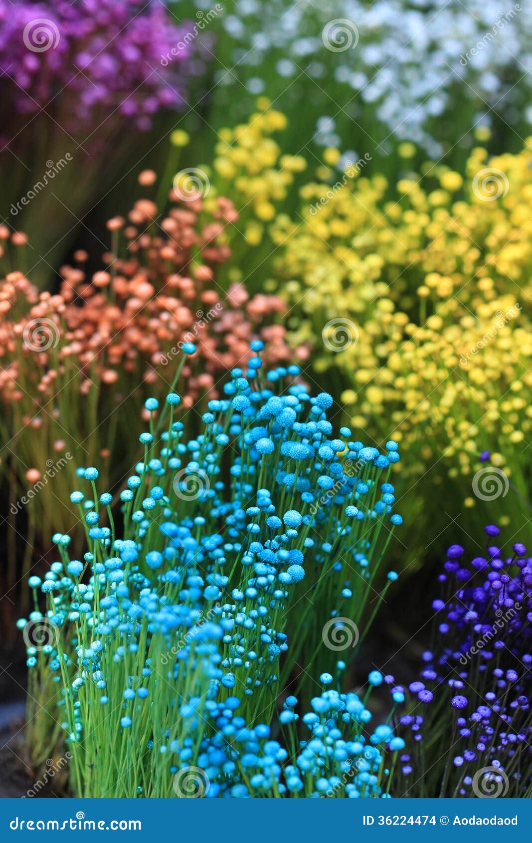 Colorful Small Grass Flower Stock Photo - Image of marble, cultivated ...