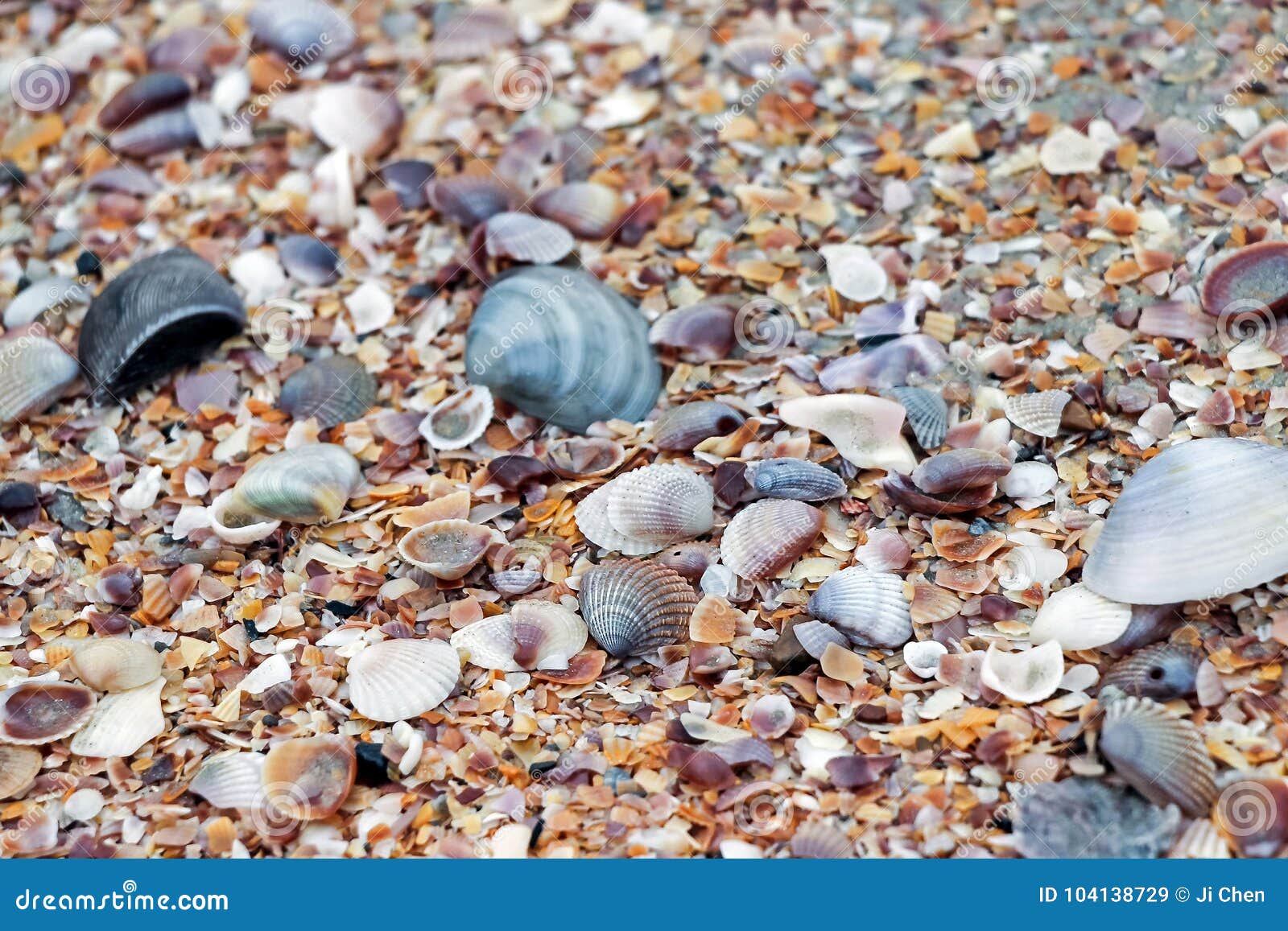 Colorful Sea Shells on Beach Stock Image - Image of beach, western ...