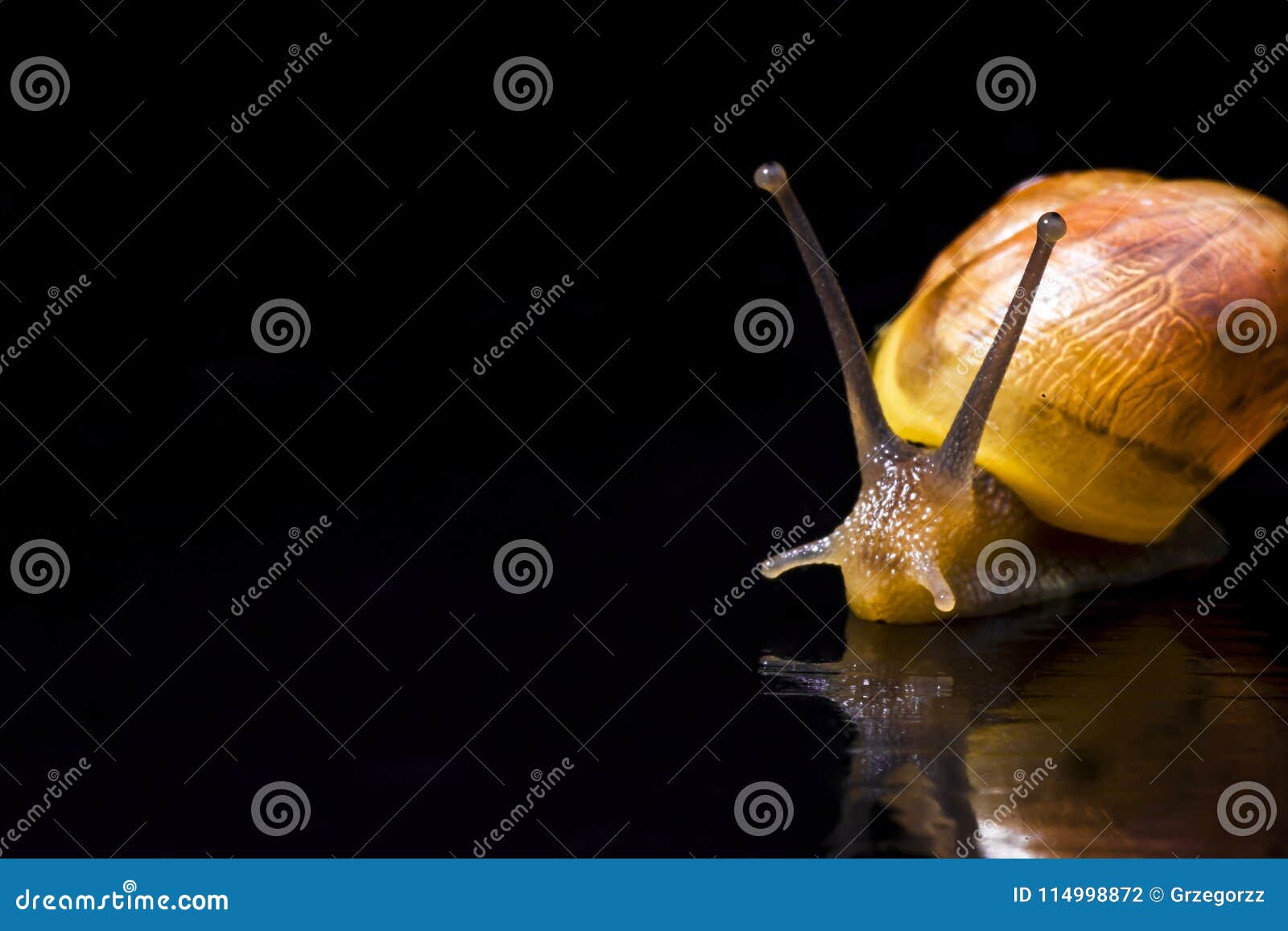 Colorful Snail Front Against A Black Background Royalty-Free Stock ...
