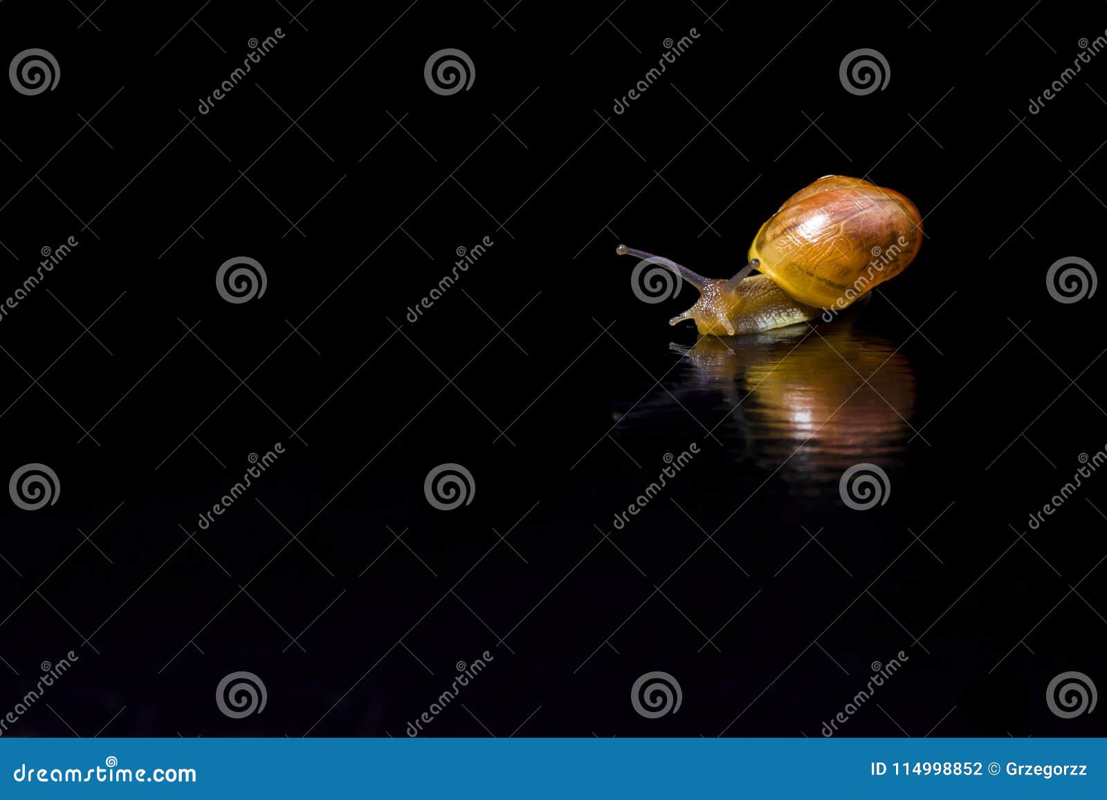 Snail Front View Isolated On White Background Royalty-Free Stock ...