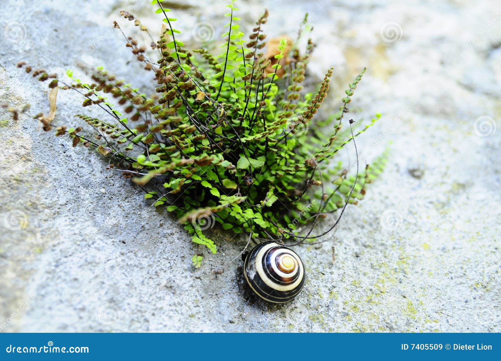 Colorful Snail on Rock by Fern Stock Image - Image of outdoors, foliage ...