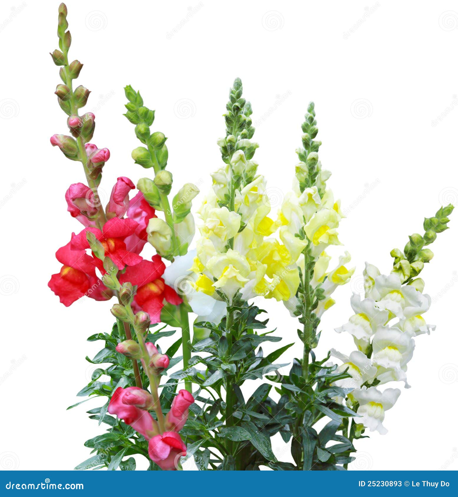 Colorful Snapdragon stock image. Image of majus, brown - 25230893