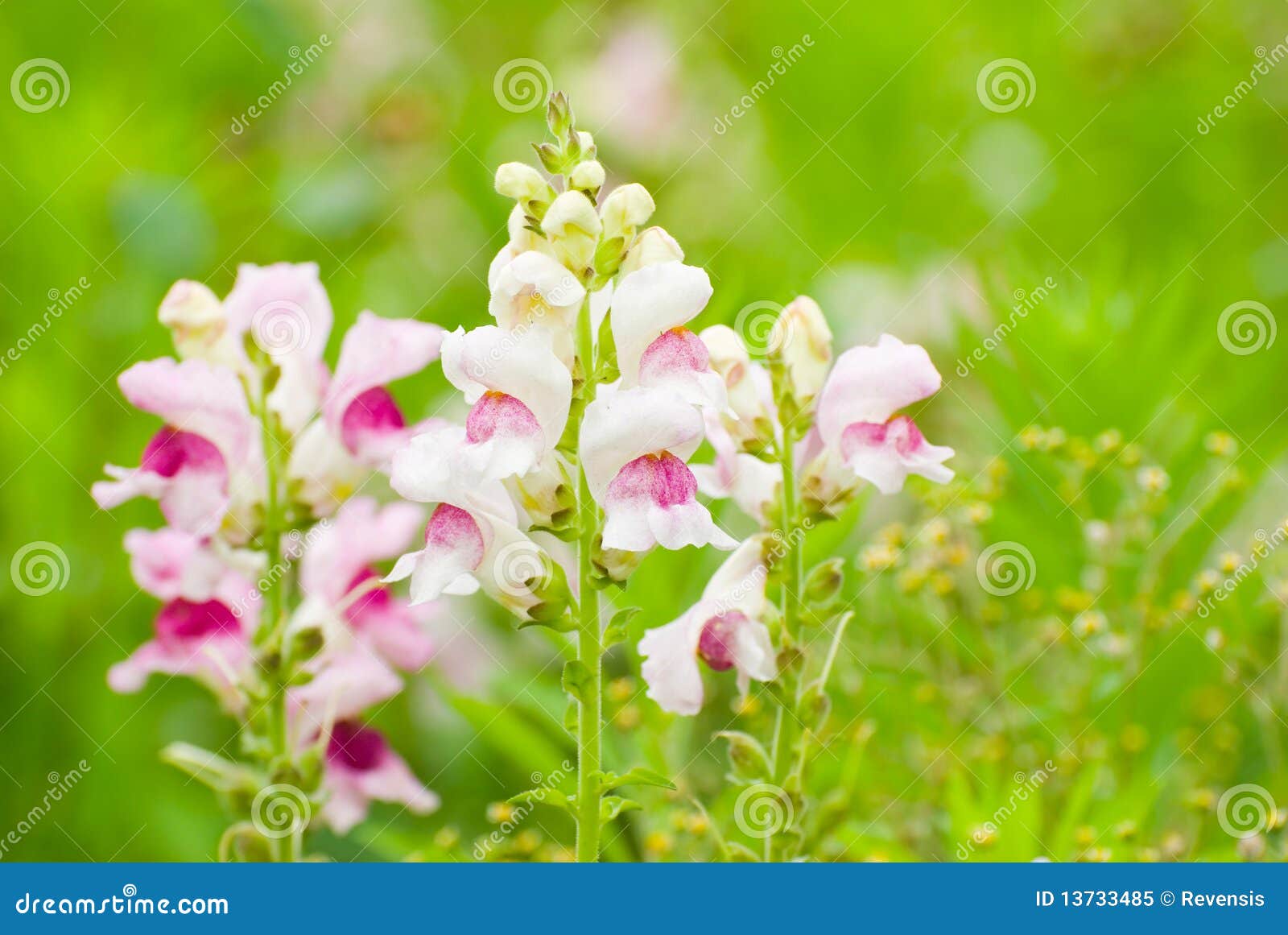 Colorful Snapdragon Flower In Wild Stock Image - Image of landscape ...