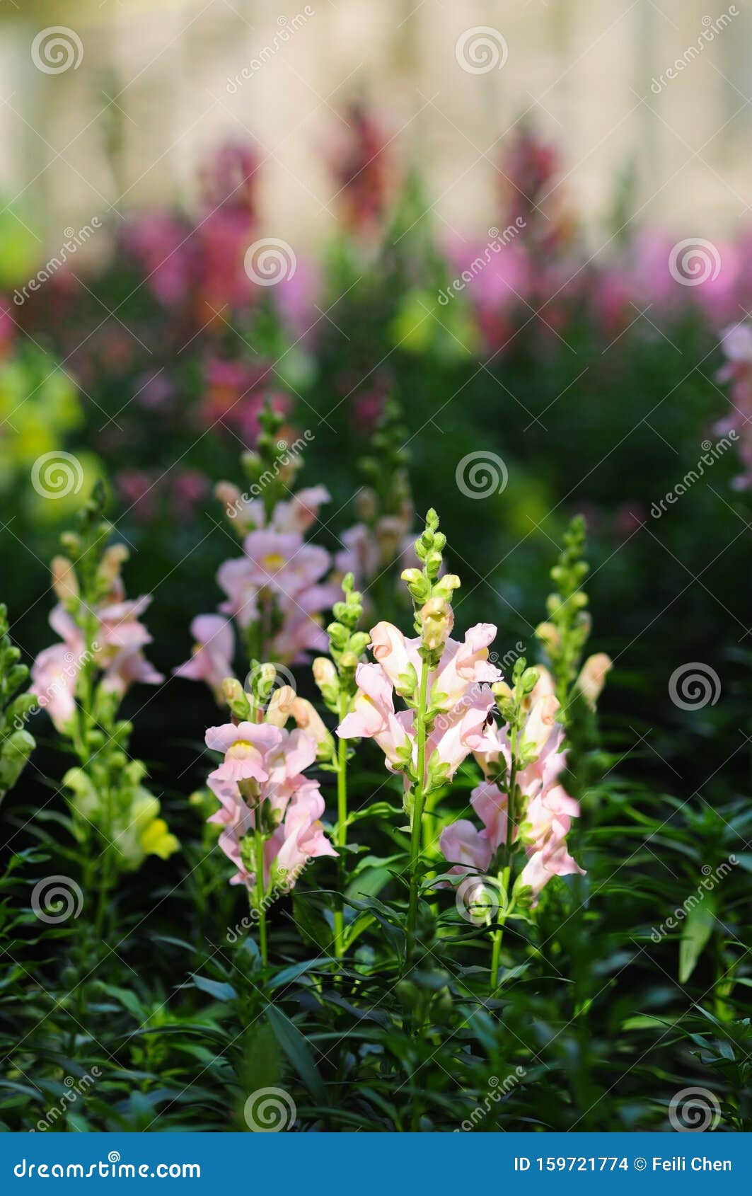 Colorful Snapdragons in Autumn Stock Photo - Image of blooming, green ...