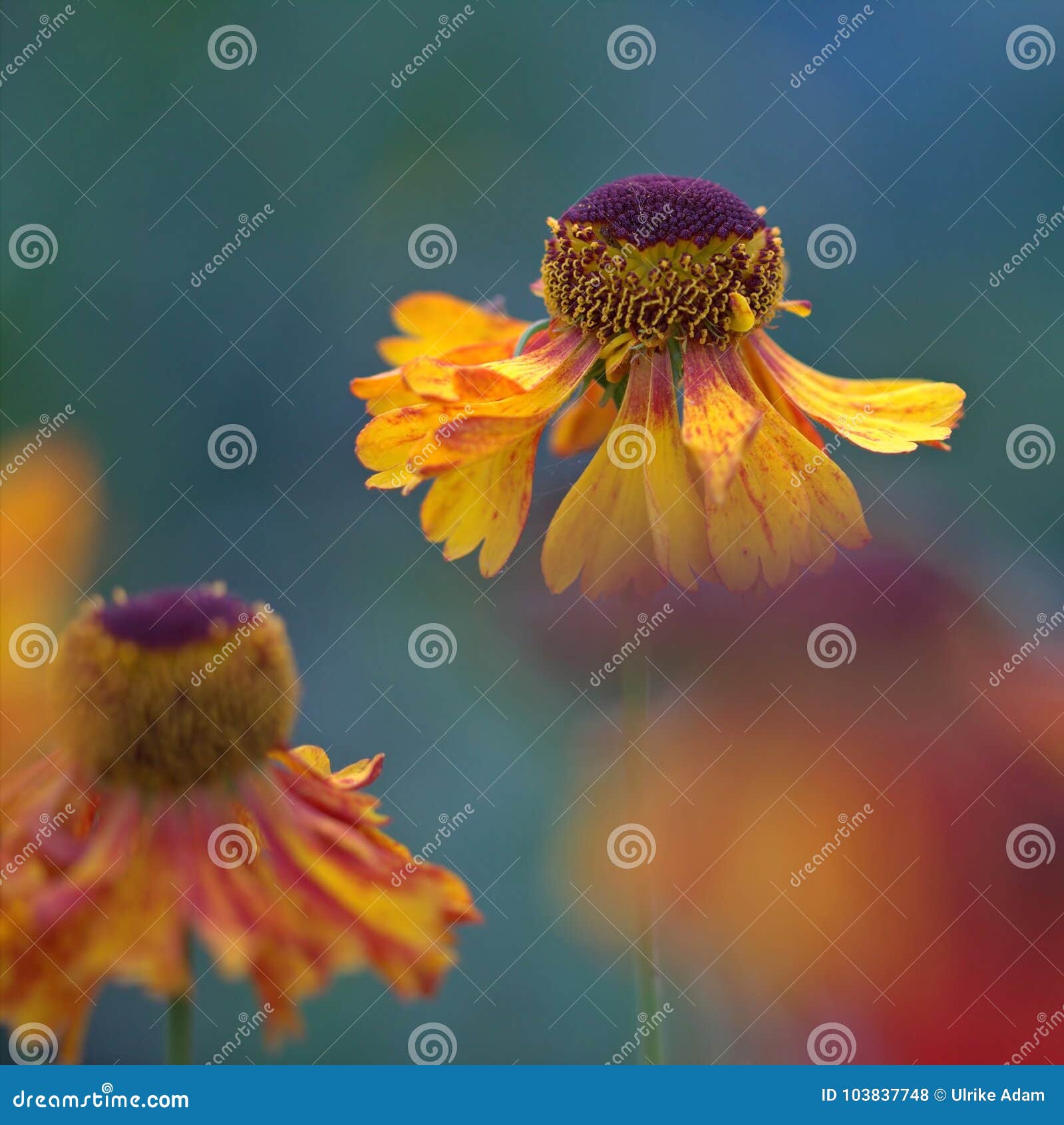 Colorful Sneezeweed Helenium Stock Photo - Image of exotic, helenium ...