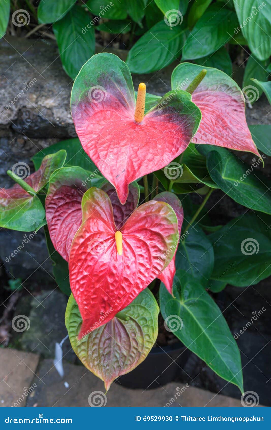 Colorful spadix flower stock photo. Image of leaf, beauty - 69529930