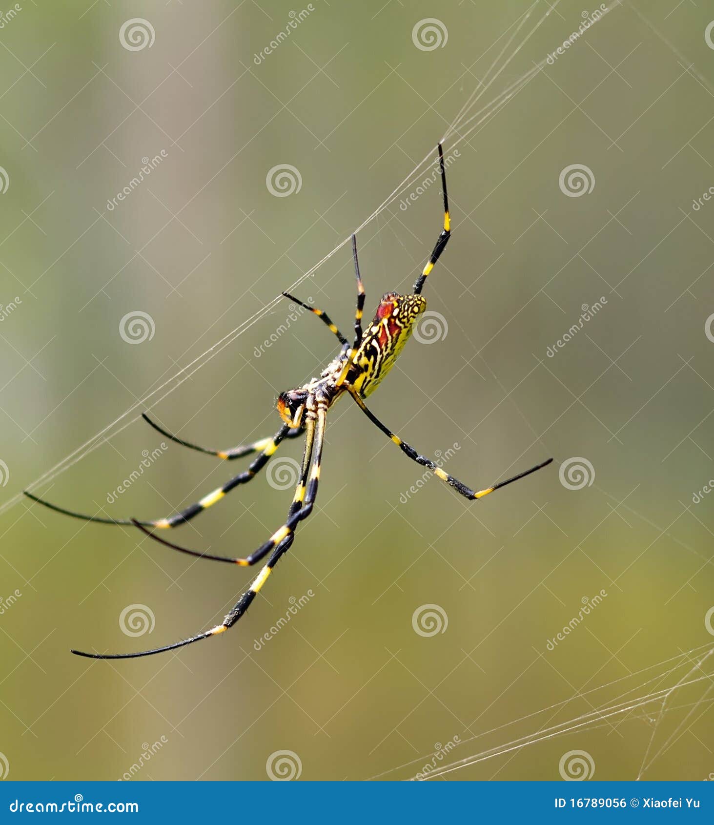 Colorful spider stock photo. Image of color, park, animal - 16789056
