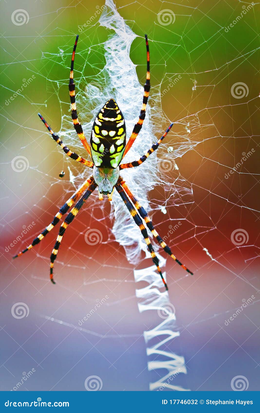 Colorful Spider stock photo. Image of striped, insect - 17746032