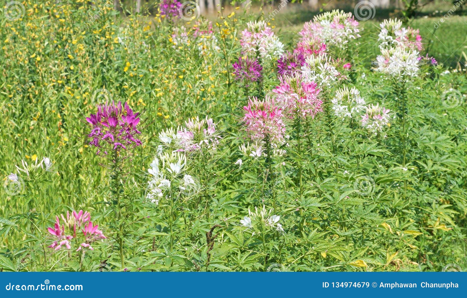 Colorful spider flowers stock image. Image of colorful - 134974679