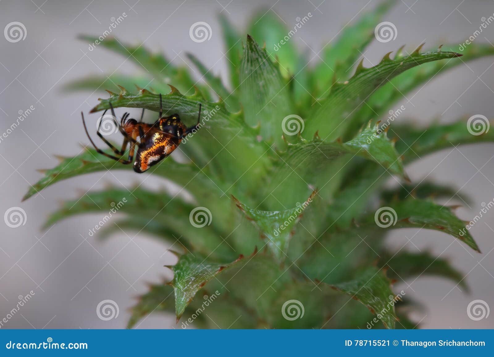 Colorful Spider Perched on a Pineapple Leaf. Stock Image - Image of ...