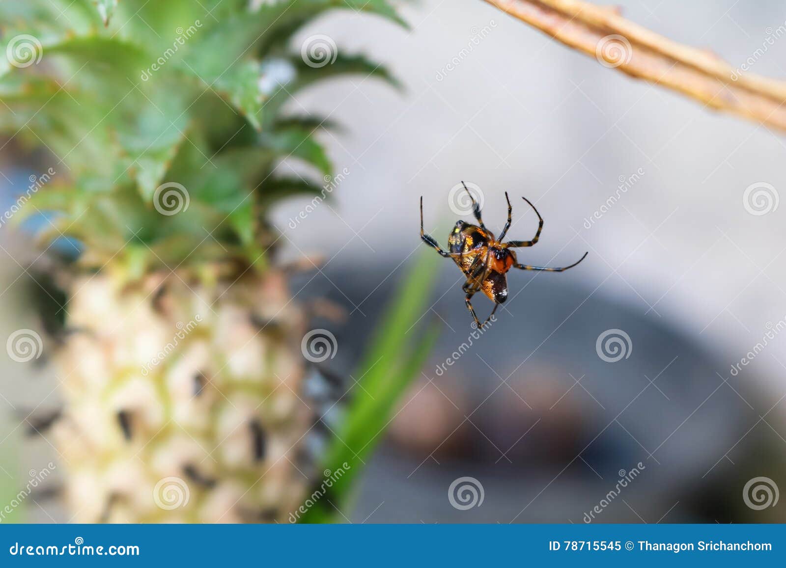 Colorful Spider Perched on a Pineapple Leaf. Stock Image - Image of ...