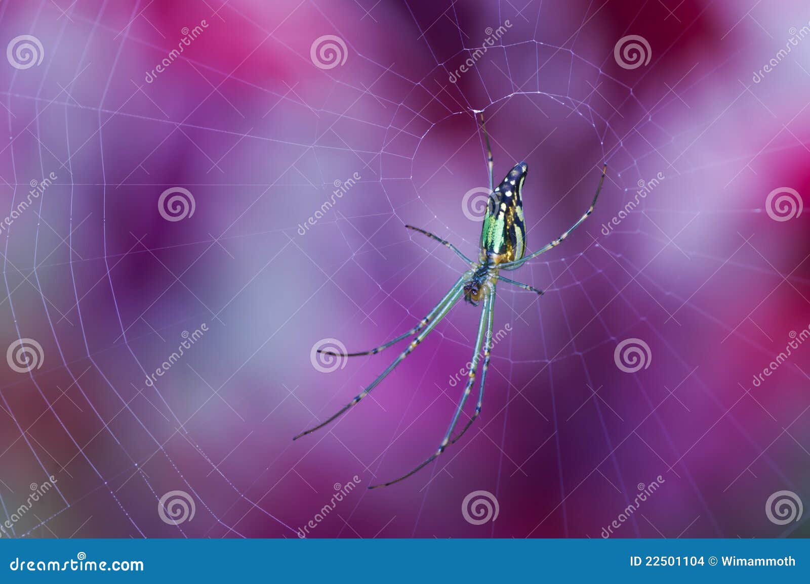 Colorful spider in web stock photo. Image of features - 22501104