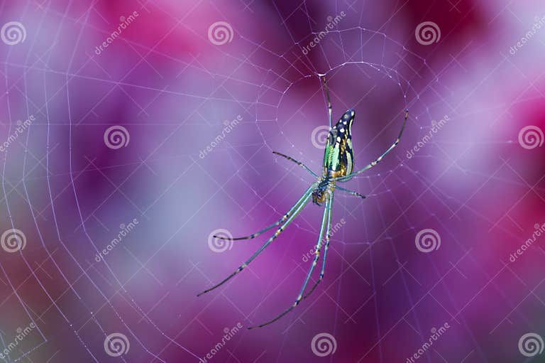 Colorful spider in web stock photo. Image of features - 22501104