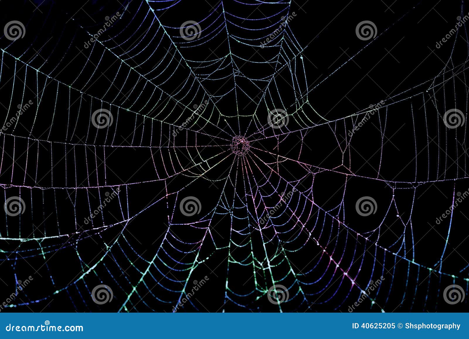 Colorful Spider Web stock image. Image of close, network - 40625205