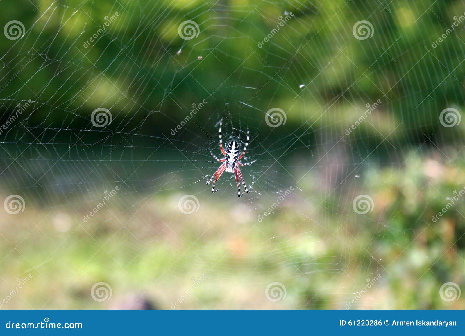 Colorful spider on a web stock photo. Image of forest - 61220286