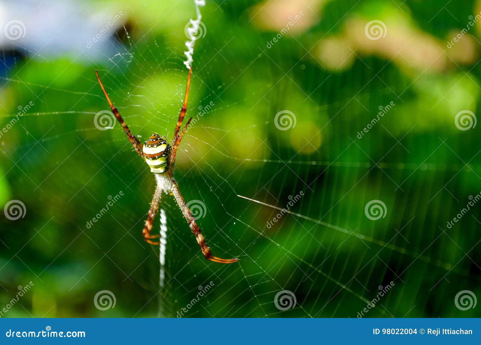 Colorful spider on a web stock photo. Image of prey, space - 98022004
