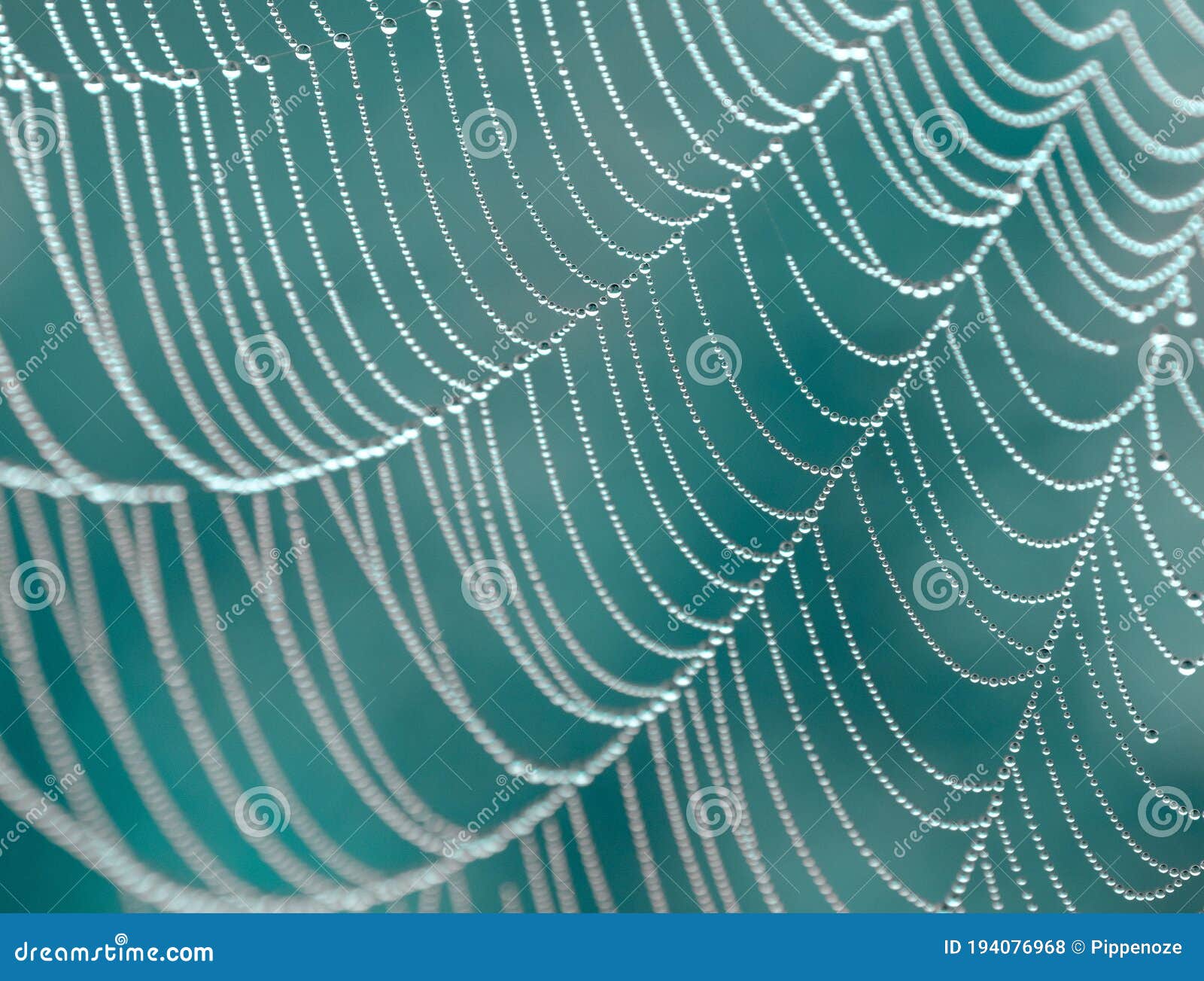 Colorful Spider Web with Water Bubbles on it. Stock Photo - Image of ...