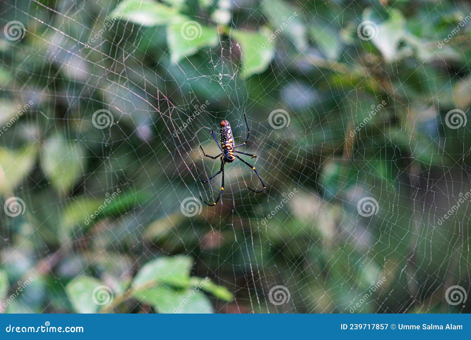 A Colorful Spider in Wild Cobweb Stock Image - Image of colorful ...