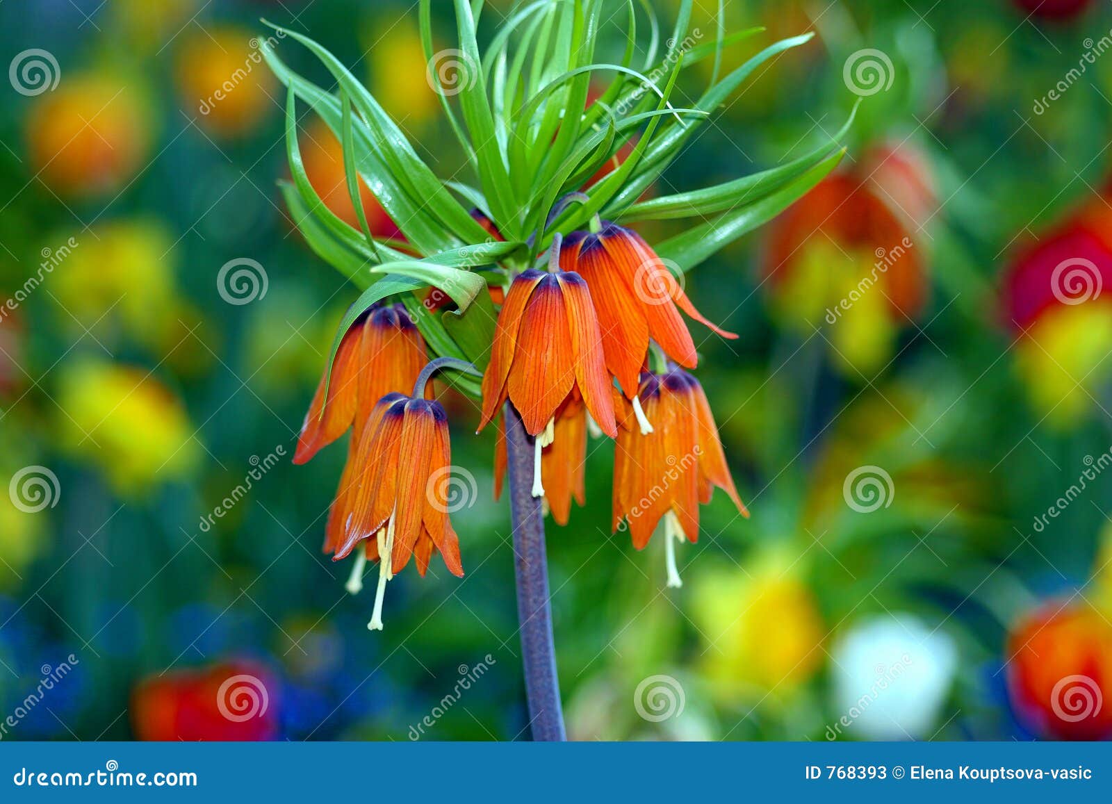 Colorful spring stock image. Image of spring, smell, close - 768393