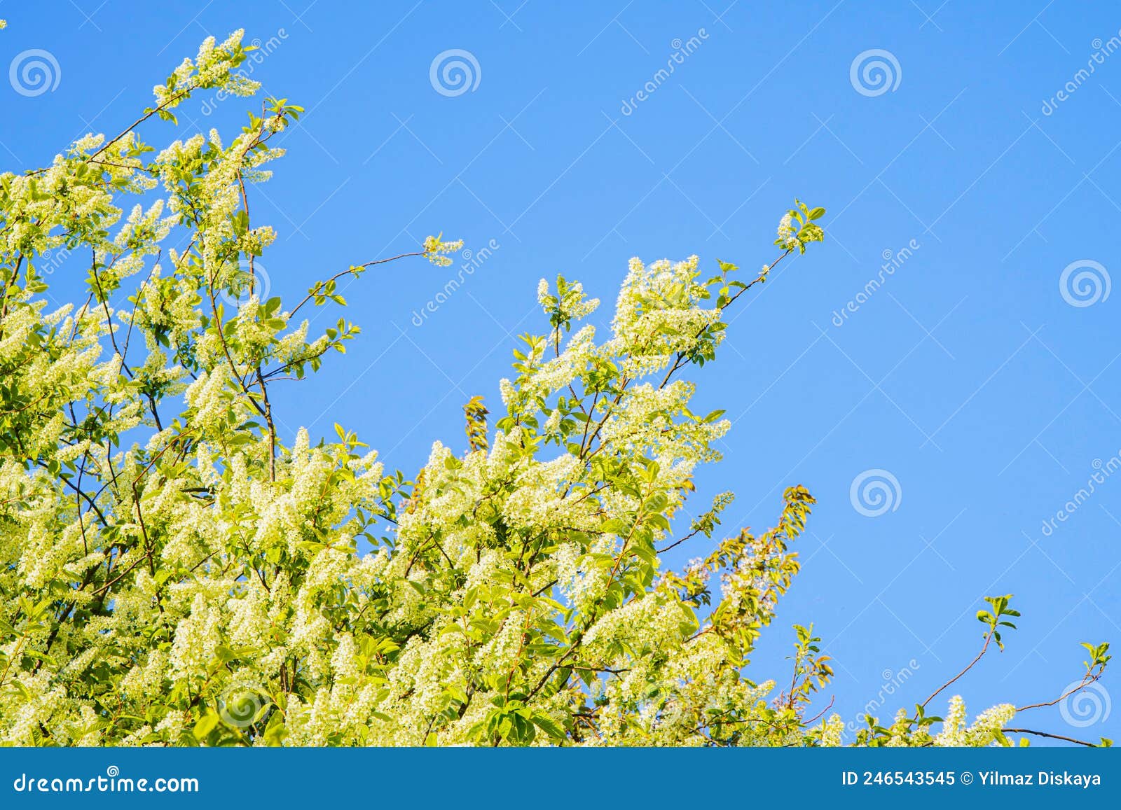 Summer Themed Spring Background Stock Image - Image of sunny, shrub ...