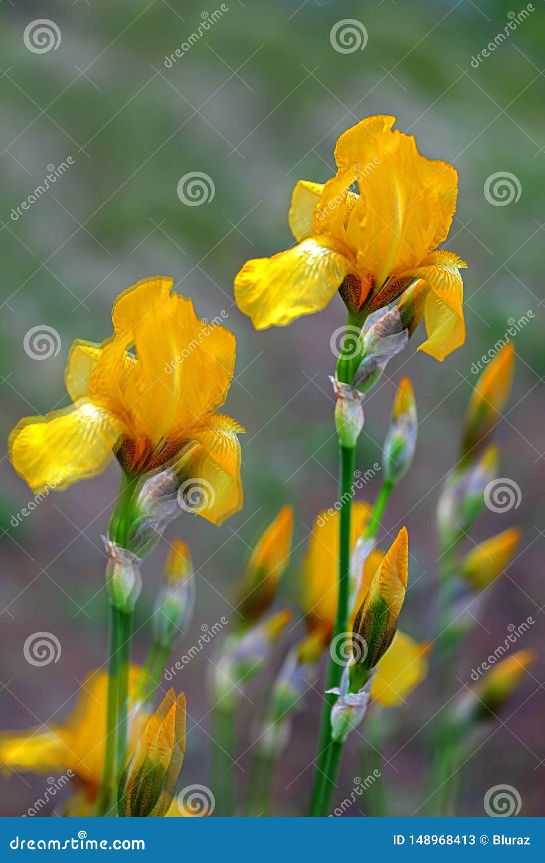Colorful Spring Bloom of Irises Stock Image - Image of border ...
