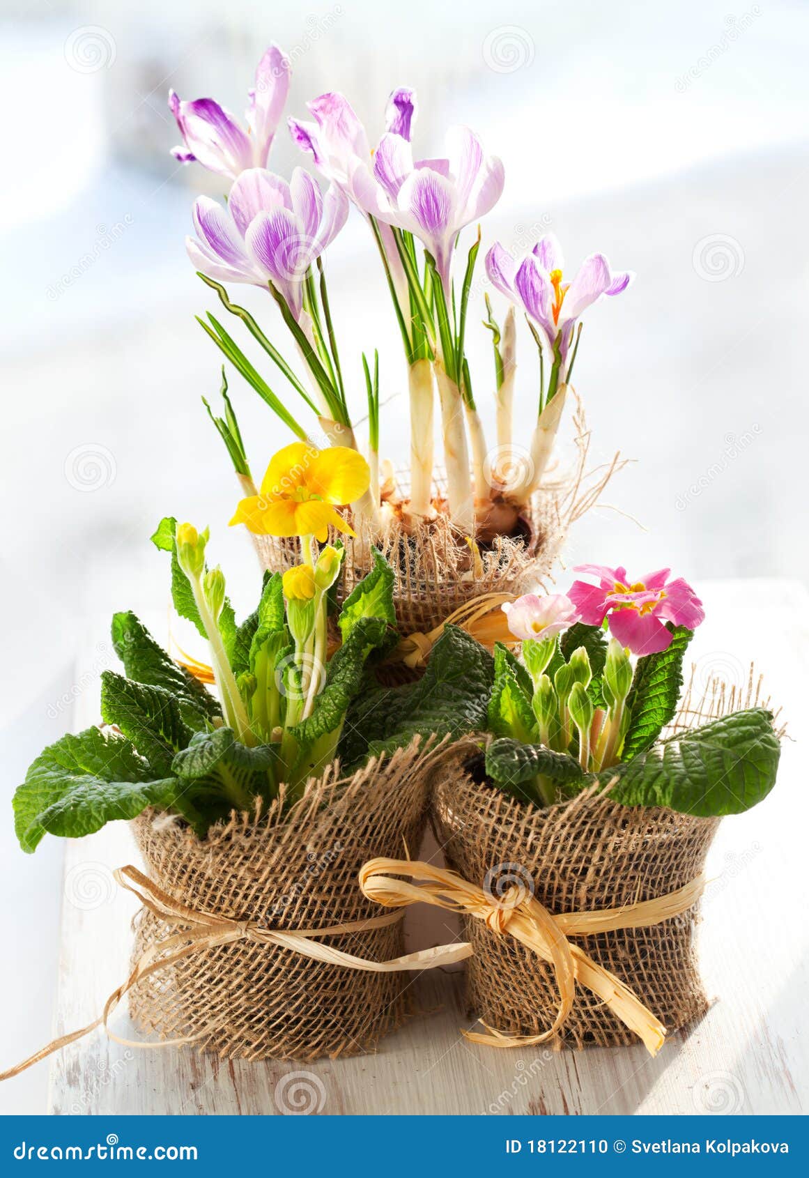 Colorful spring flowers stock photo. Image of season - 18122110