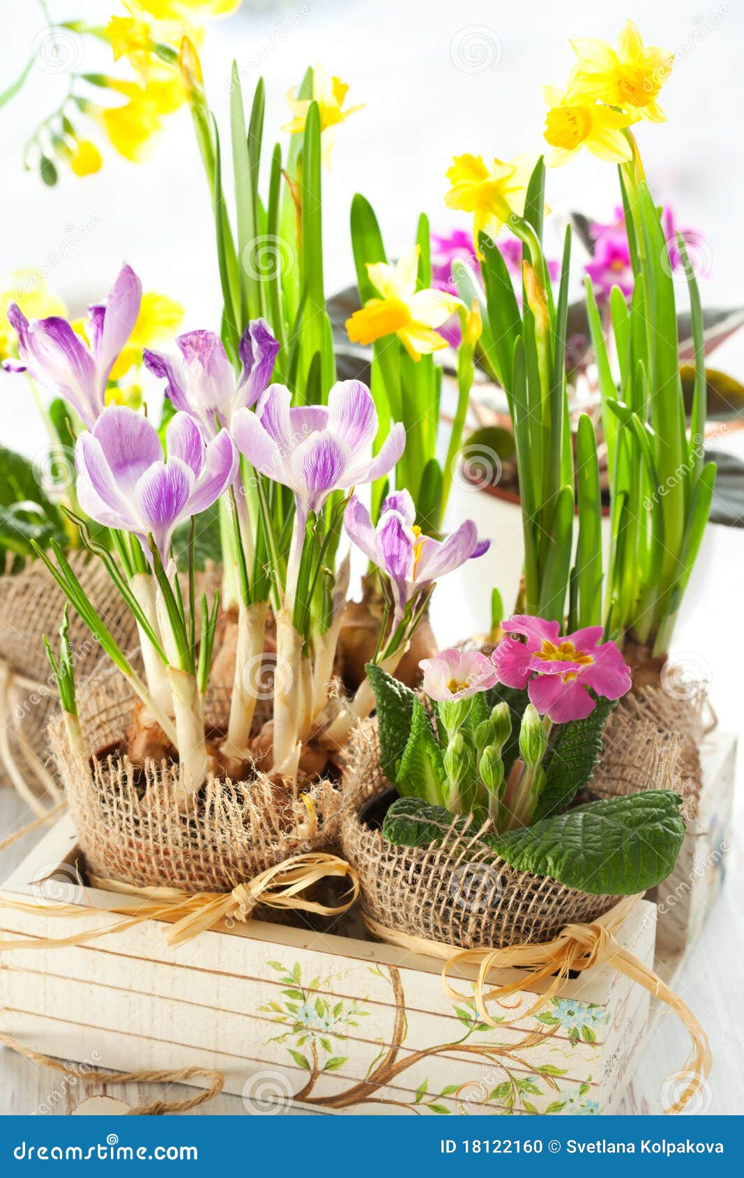 Colorful spring flowers stock photo. Image of narcissus - 18122160