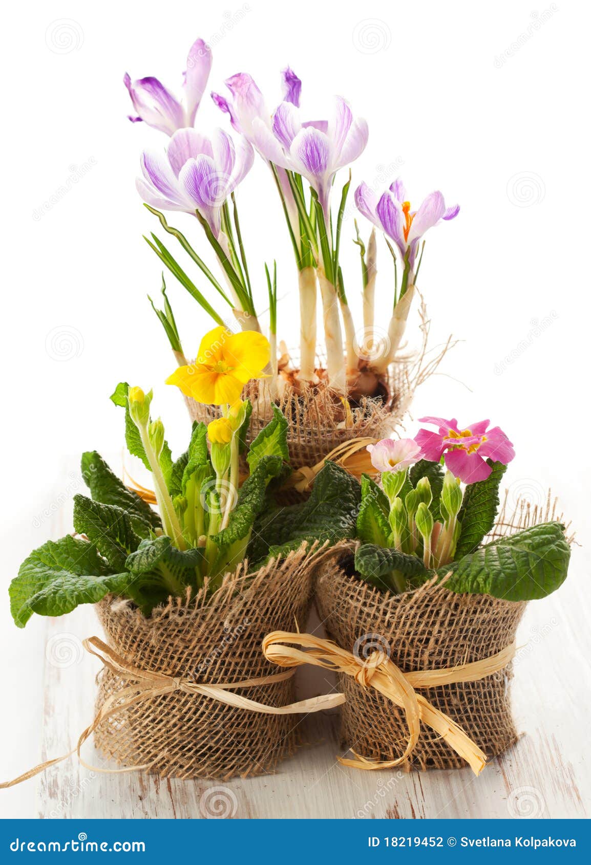 Colorful spring flowers stock photo. Image of season - 18219452