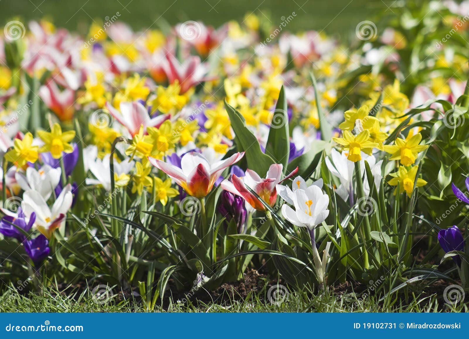 Colorful spring flowers stock image. Image of color, concept - 19102731