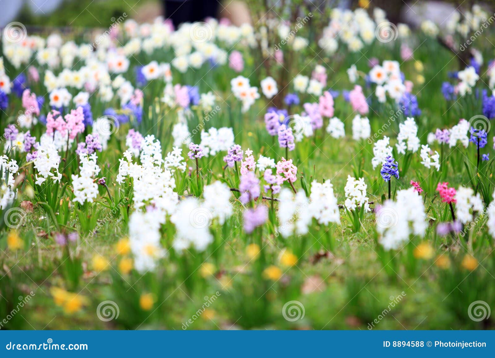 Colorful spring flowers stock photo. Image of orange, daffodil - 8894588