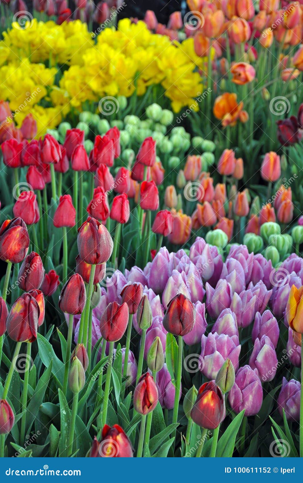 Colorful spring flowers stock photo. Image of botanical - 100611152