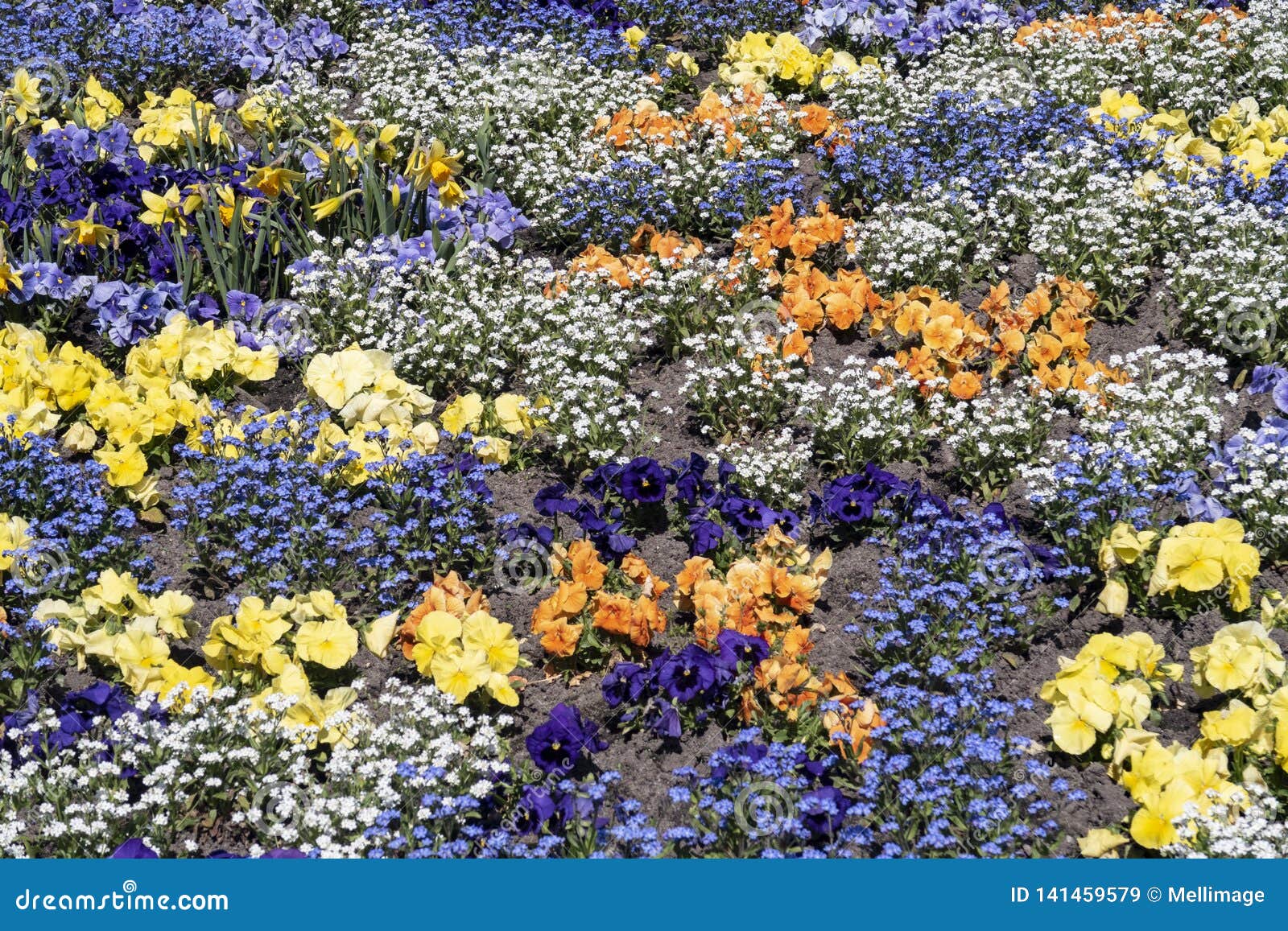 Spring Flowers in Flower Bed Stock Image - Image of field, gardening ...
