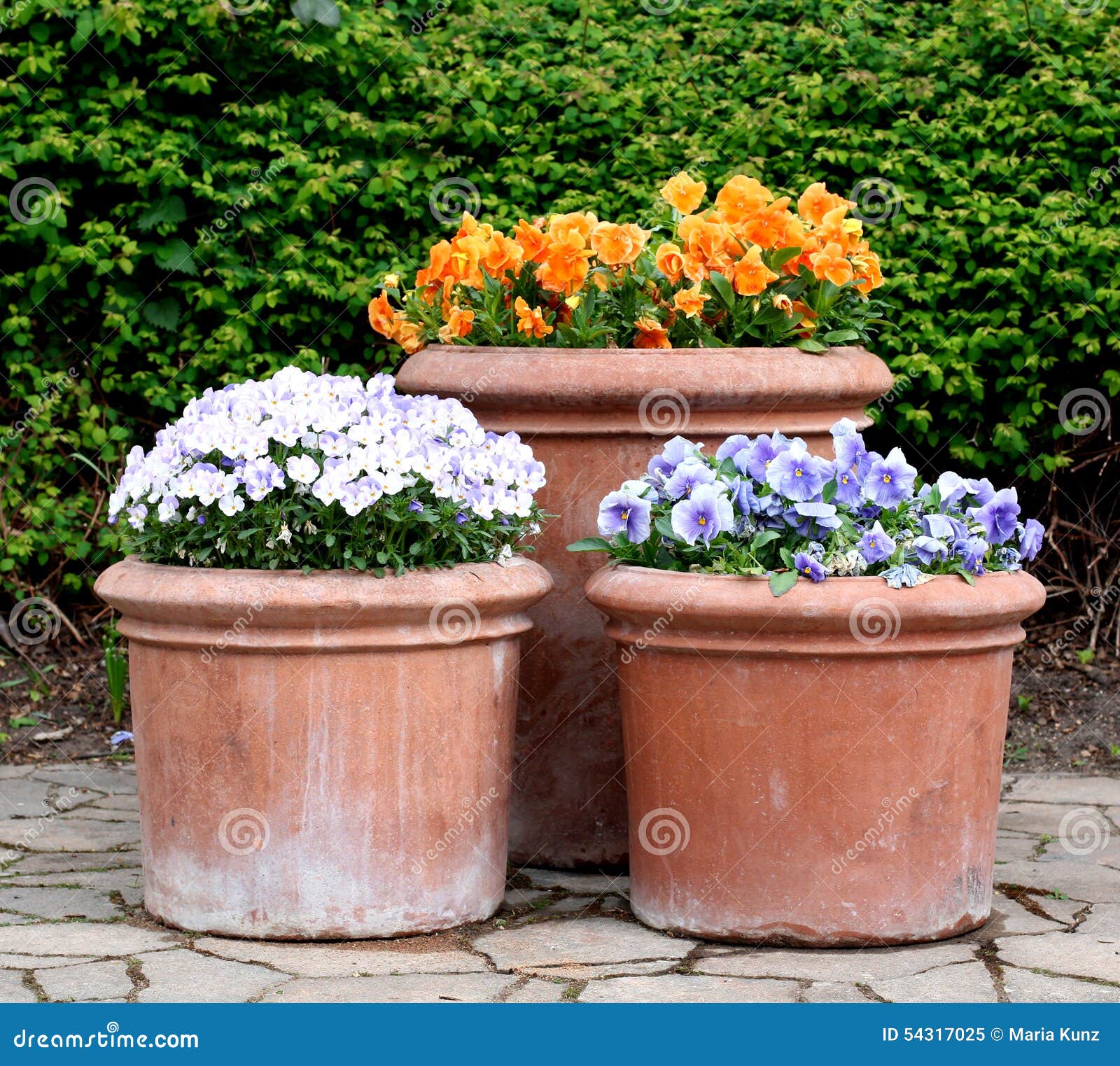 Colorful Spring Flowers in Flower Pots Stock Image - Image of alps ...