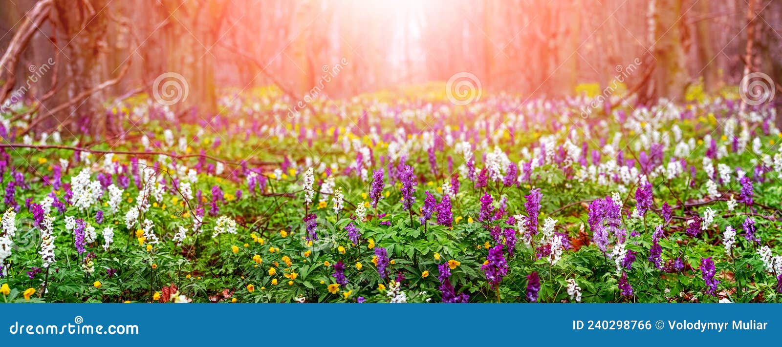 Colorful Spring Flowers in the Forest at Sunset, Panorama Stock Photo ...