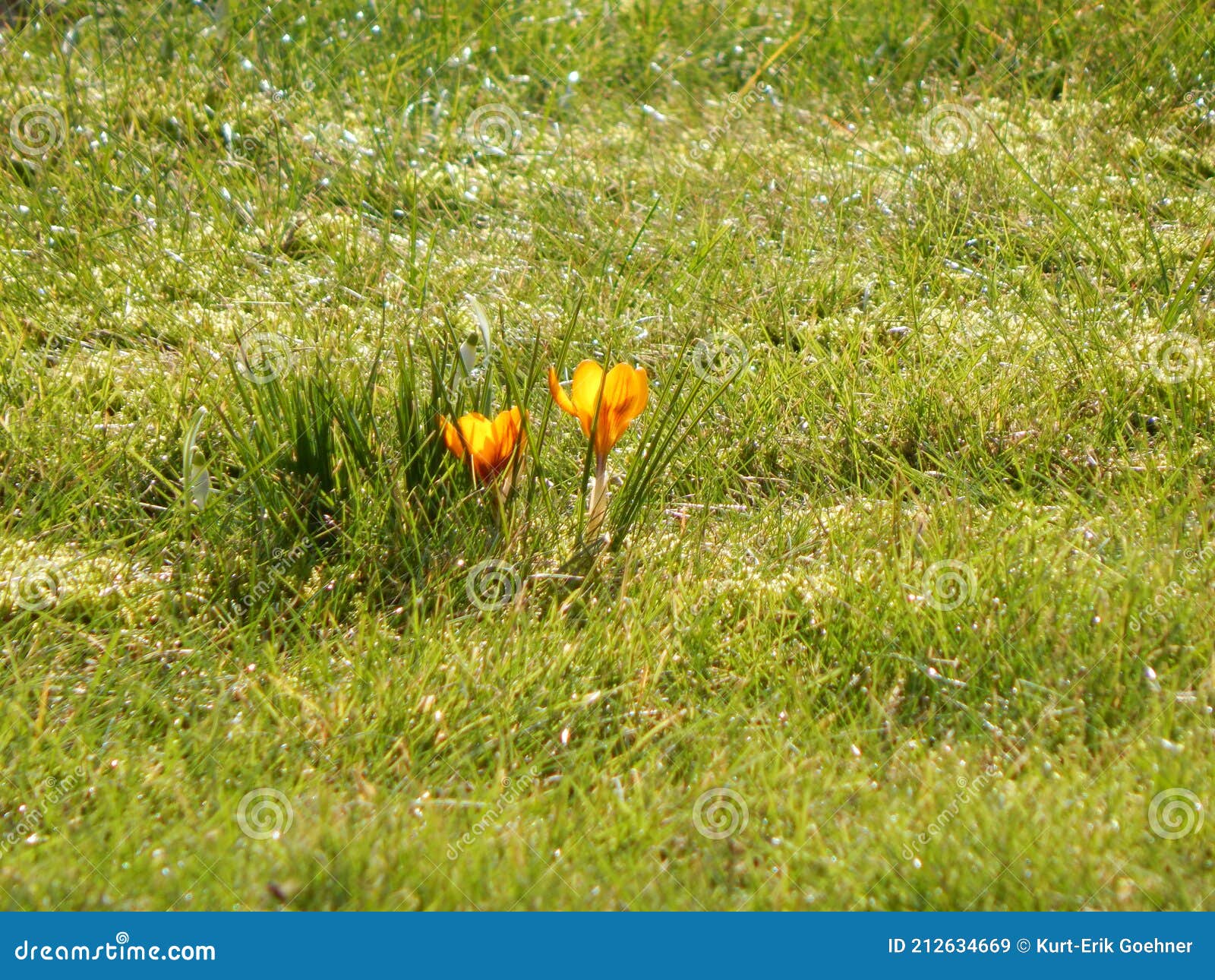 Colorful Spring Flowers on the Meadow Stock Image - Image of wildflower ...