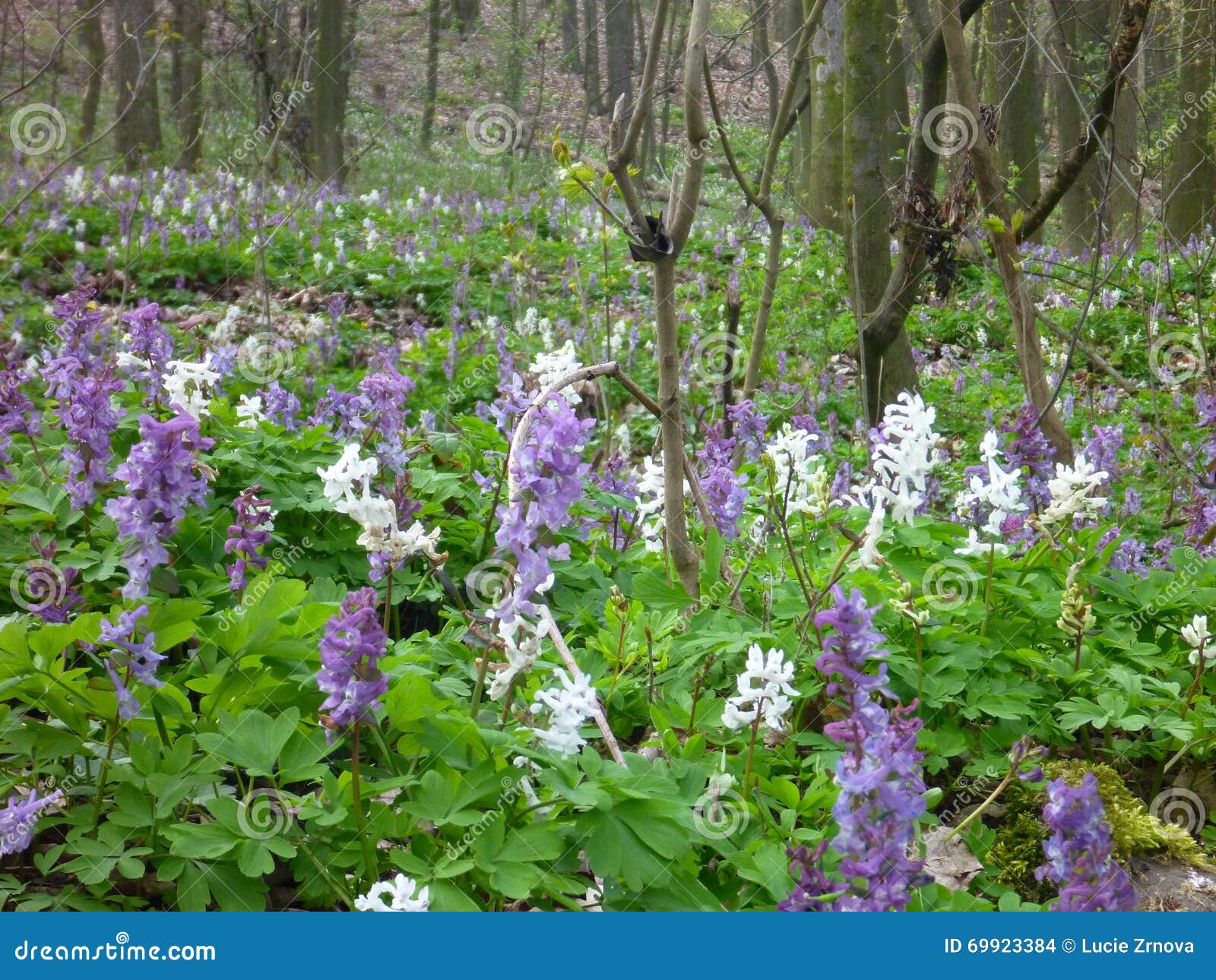Colorful Spring Flowers in the Wood Stock Photo - Image of green ...