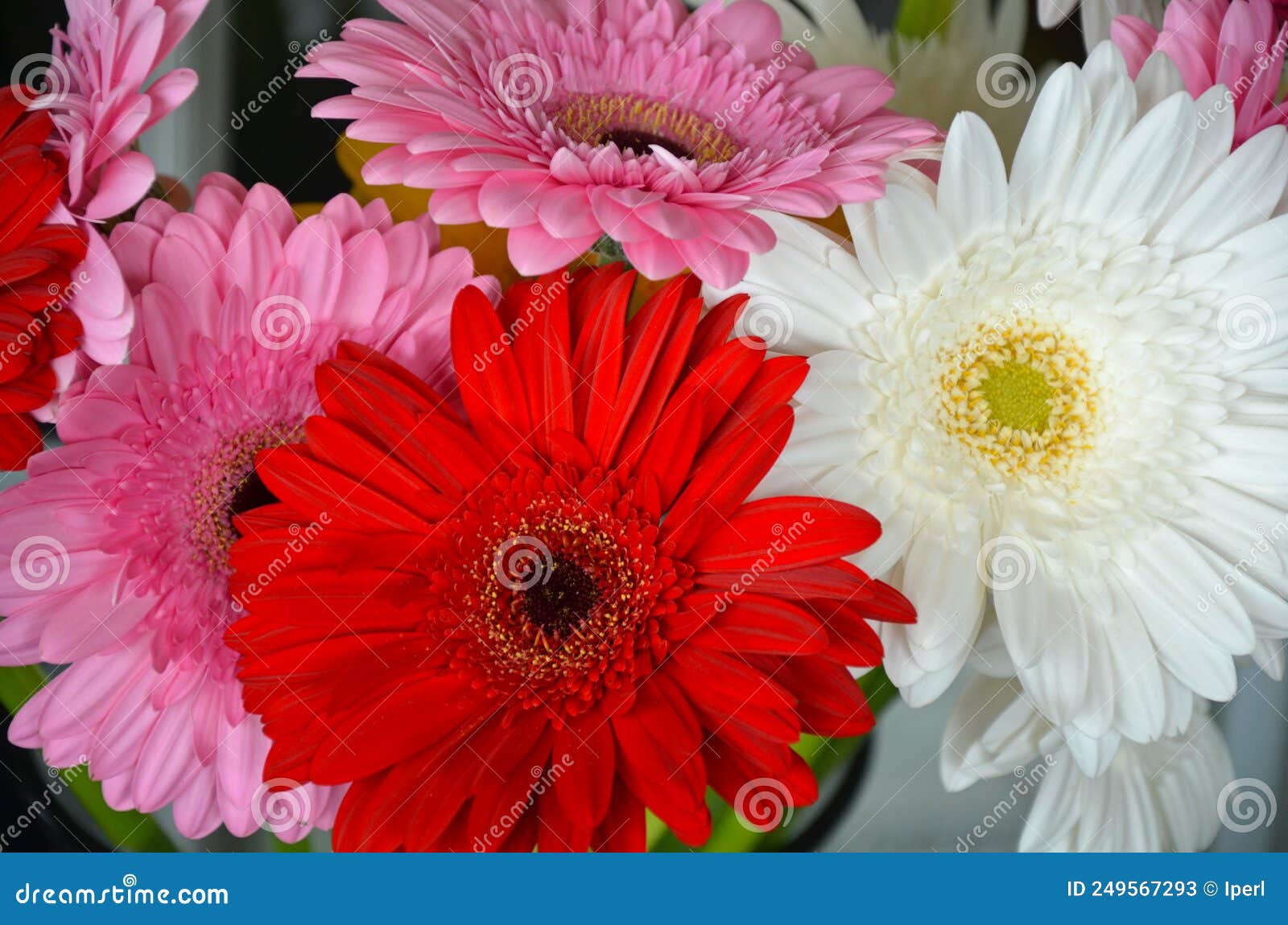 Decorative Colorful Gerber Flowers Arrangement Stock Image - Image of ...