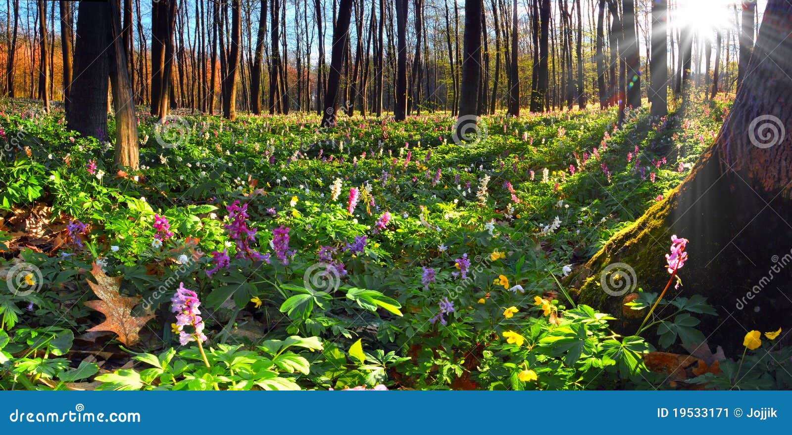 Colorful Spring Landscape Stock Image - Image: 19533171