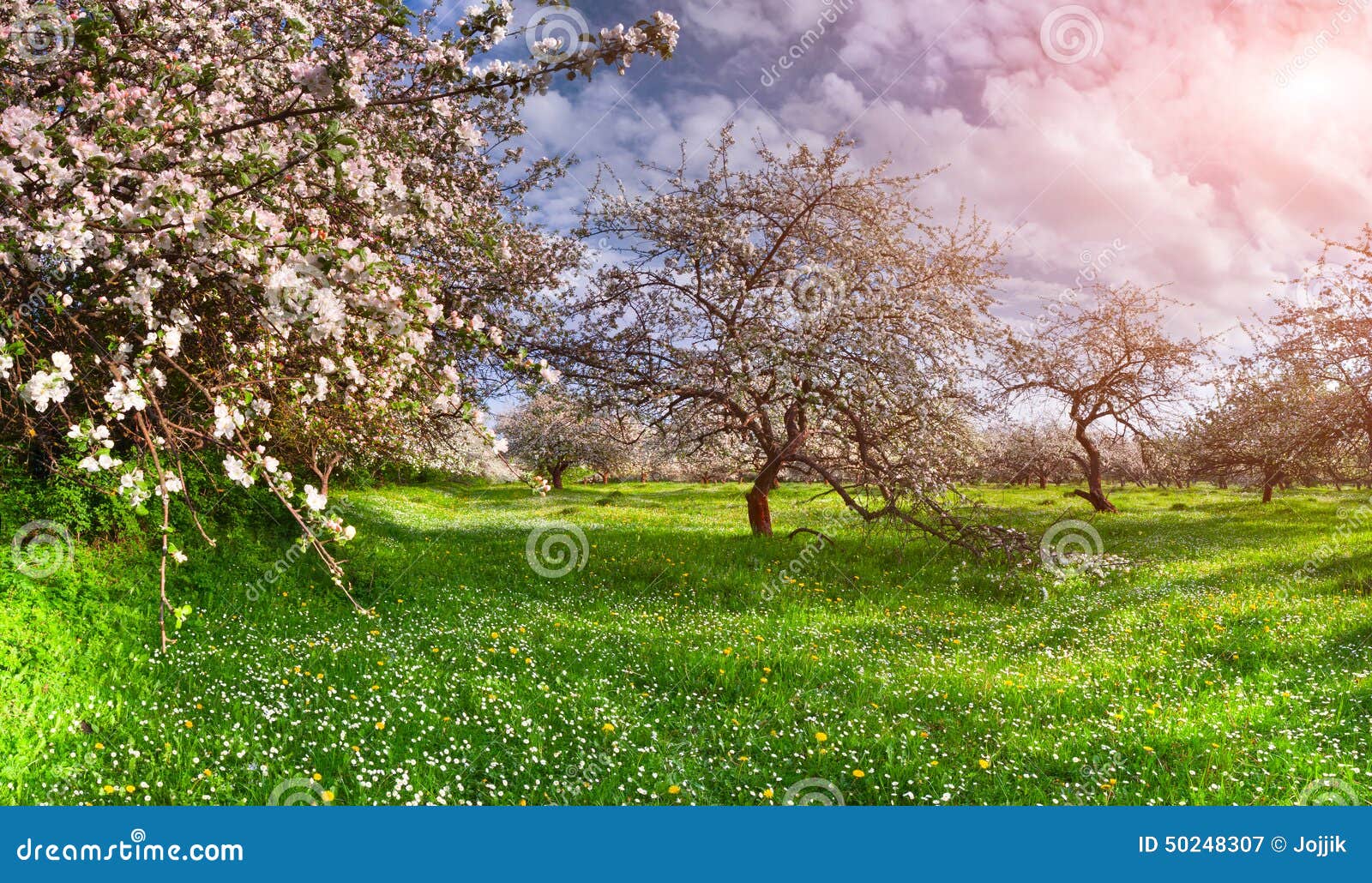 Colorful Spring Landscape in Apples Garden Stock Image - Image of leaf ...
