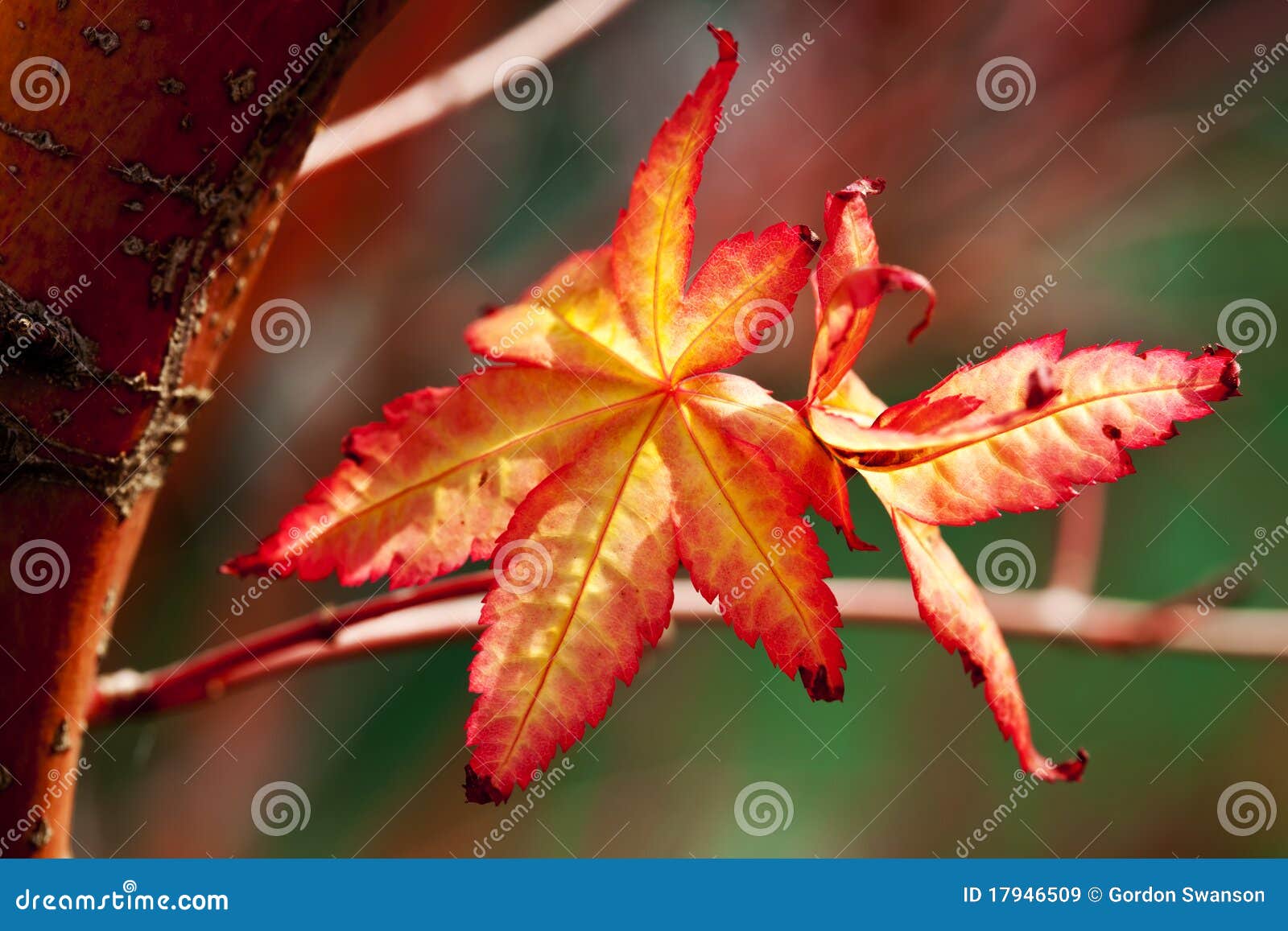 Colorful spring leaves stock image. Image of spring, developing - 17946509