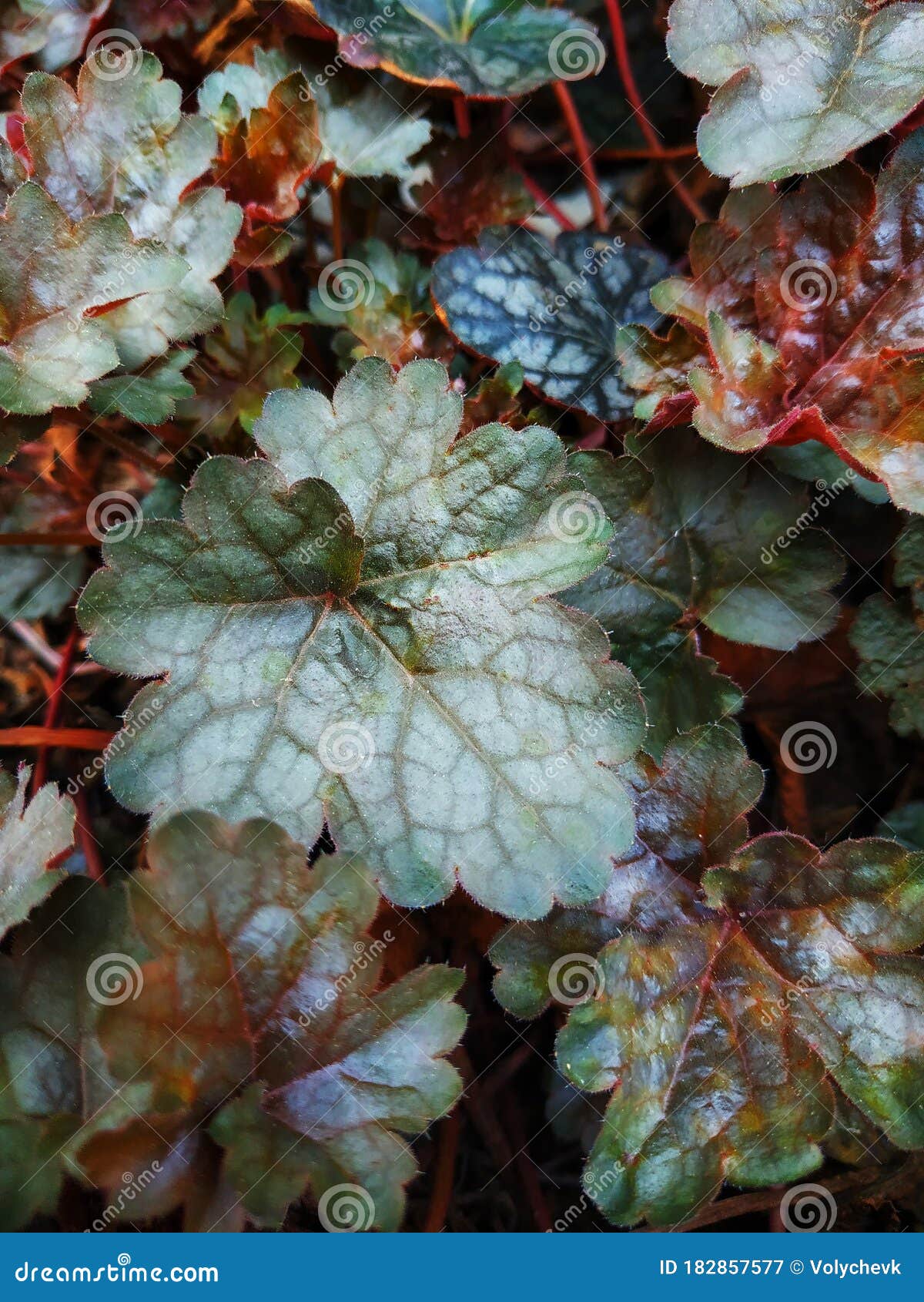 Colorful Spring Leaves Growing in the Ground Stock Image - Image of ...