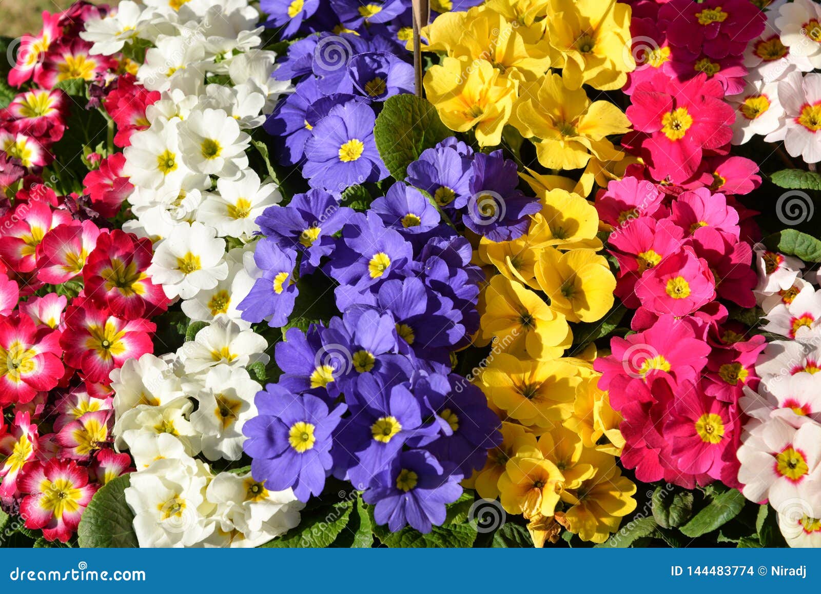 Colorful Spring and Summer Floral Stock Photo - Image of spring, summer ...