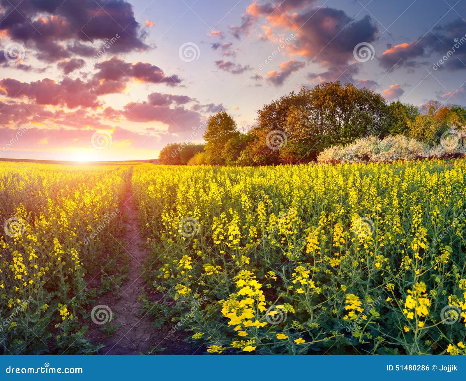 Colorful Spring Sunrise in Field of Yellow Flowers. Stock Photo - Image ...