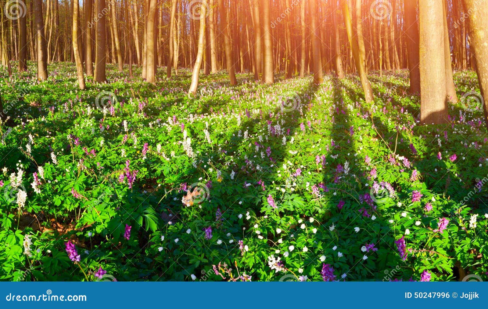 Colorful Spring Sunrise in Forest Stock Photo - Image of beauty ...