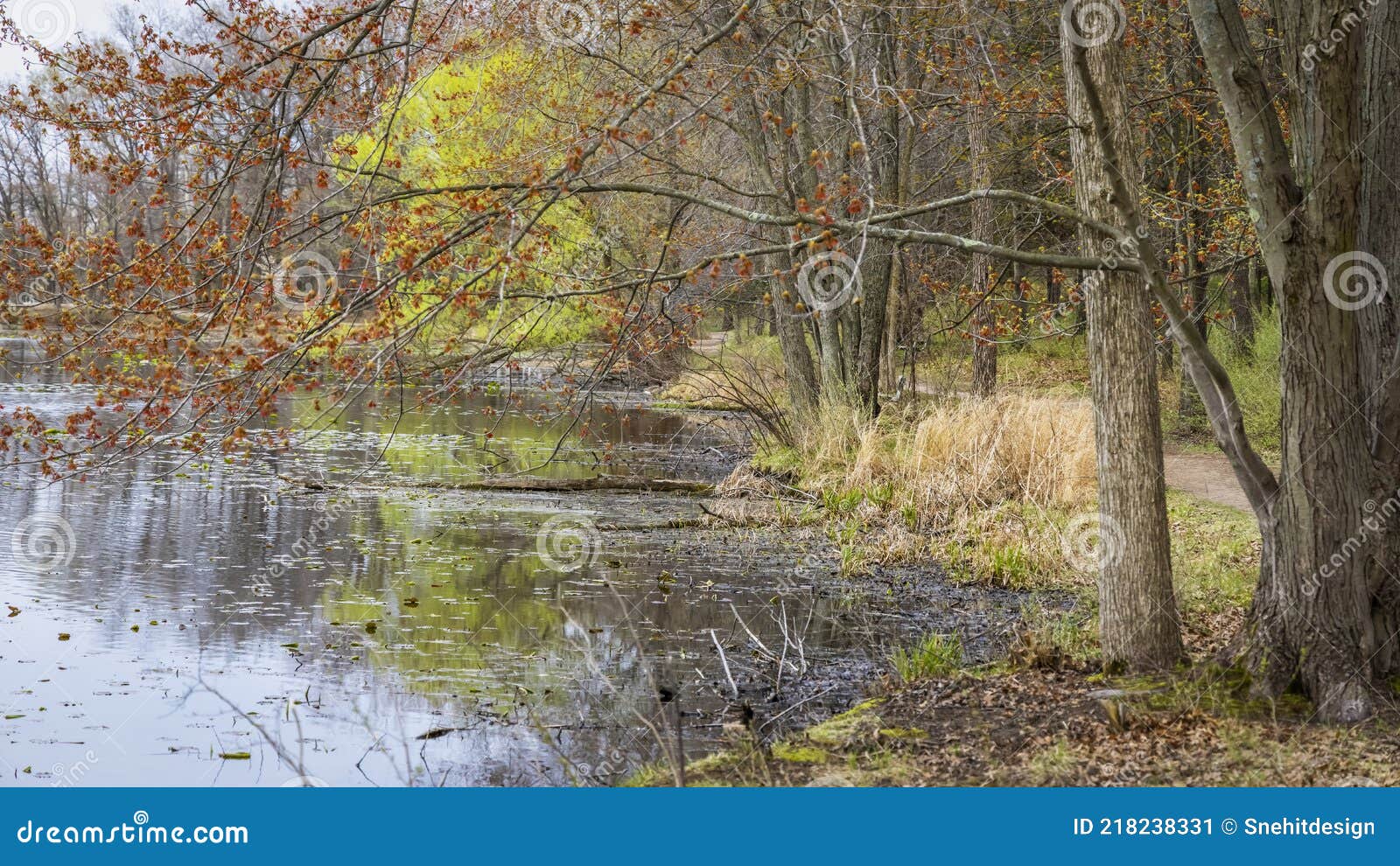 Colorful Spring Trees with Young Leaves by Lake Stock Image - Image of ...